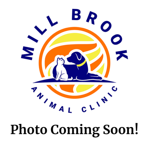 Best Vet Hospital In Arlington MA | Mill Brook Animal Clinic